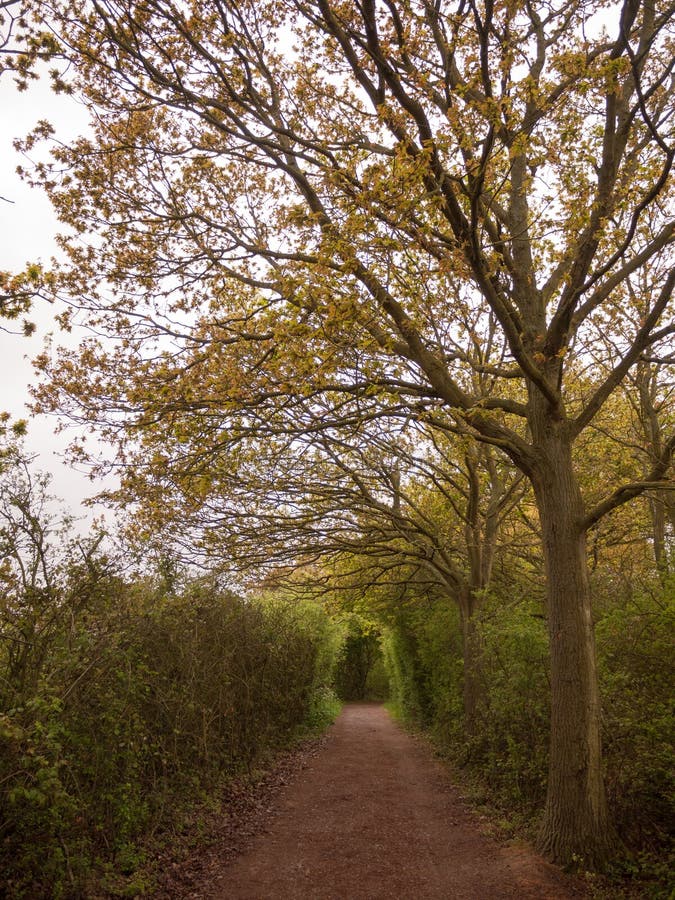Pathway through a Forest for Walking and Peace Stock Photo - Image of ...