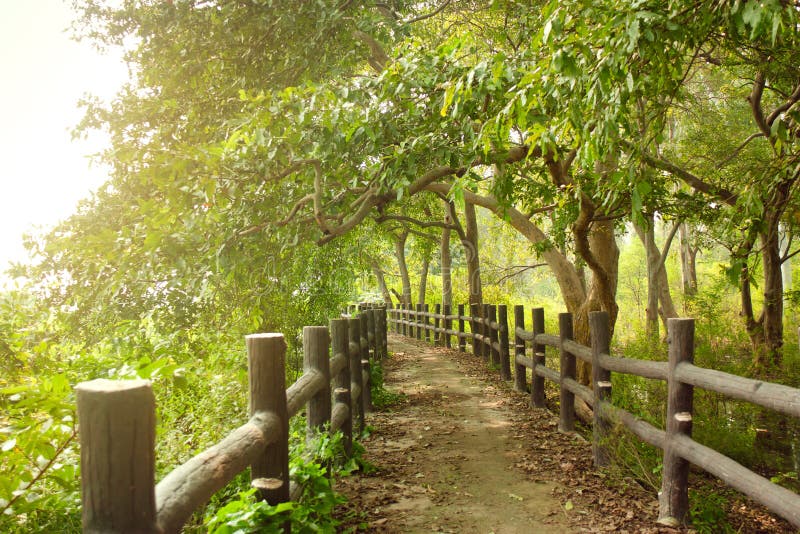 Pathway in Forest with Wooden Side Rails Stock Image - Image of ...