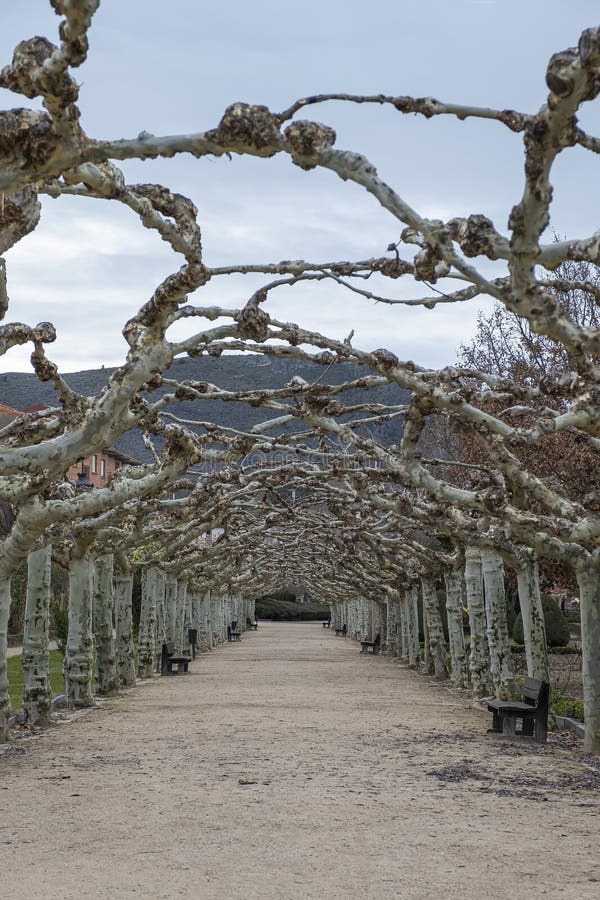 Pathway Framed by Intertwined Branches of Plane Trees, Creating a ...