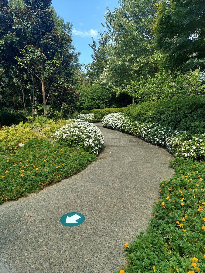 Winding path stock photo. Image of branch, water, path - 216941248