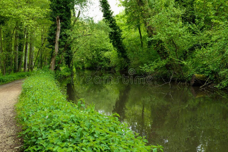 Pathway in Front of a River. Stock Photo - Image of idyllic, foliage ...
