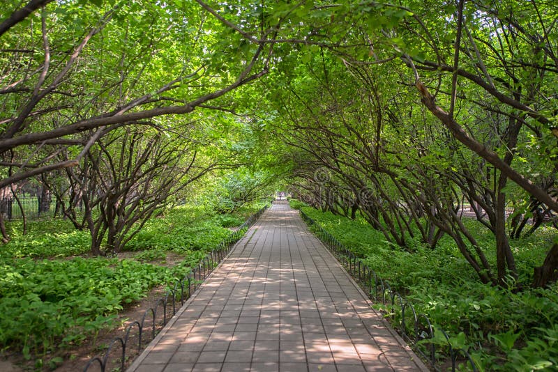 Pathway Going Under the Trees Stock Photo - Image of background, tunnel ...