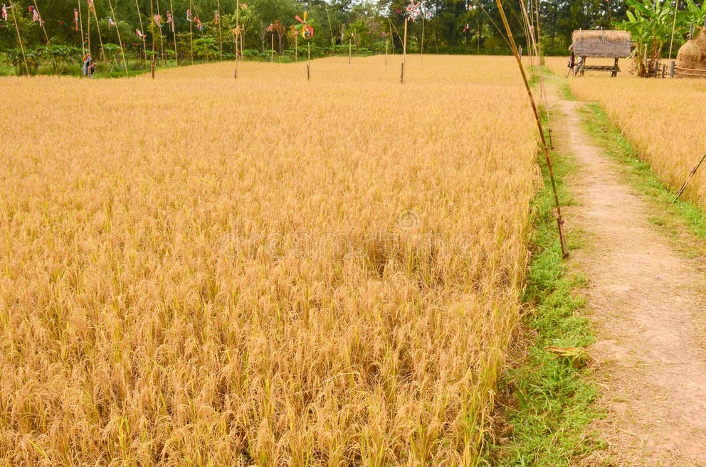 Pathway between Golden Rice Field Stock Photo - Image of growth, grass ...