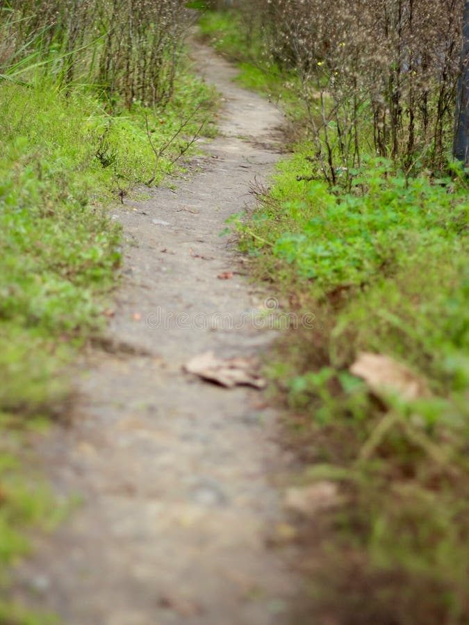 A Pathway through the Grass Stock Photo - Image of grass, winding: 70555692