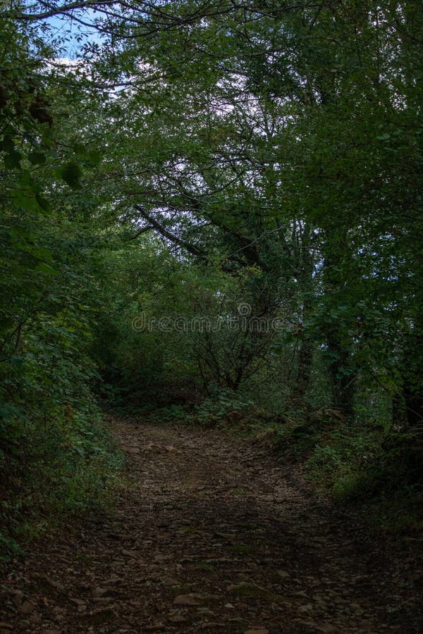Pathway through a Green Dark Forest Stock Image - Image of green, park ...