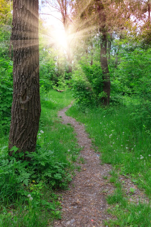 Pathway in green forest stock photo. Image of environment - 45314388