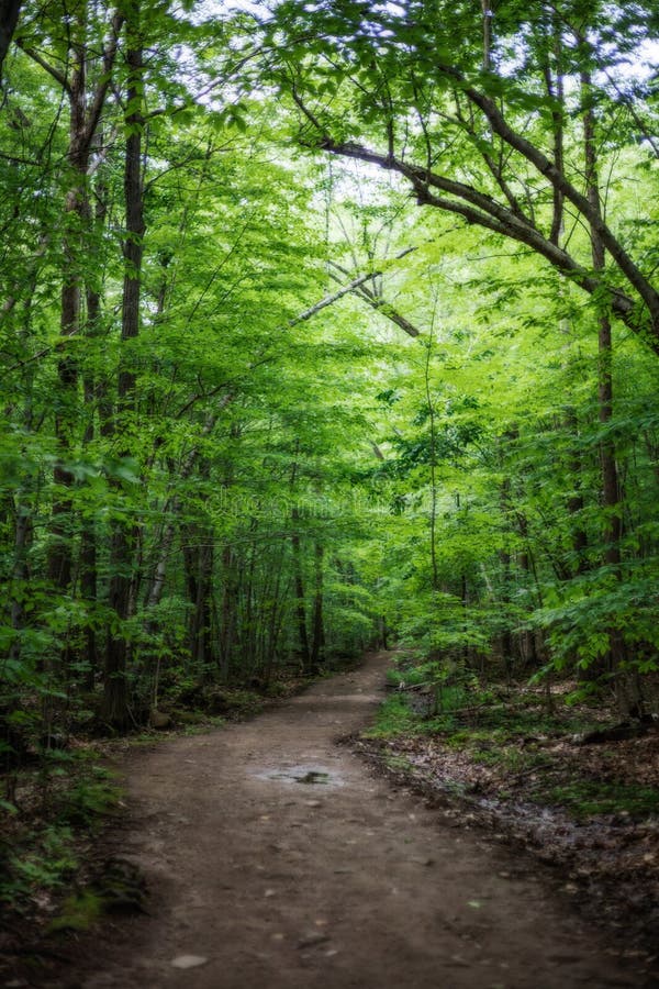 Pathway in Green Forest on the Mountain Stock Photo - Image of color ...