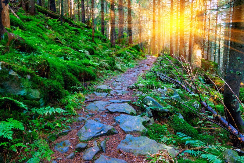 Pathway in green forest stock photo. Image of beauty - 86837136