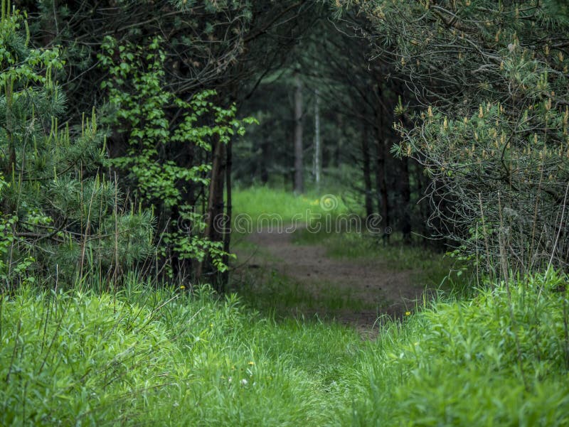 Pathway in Green Forest. Nature Color. General Plan. Stock Photo ...