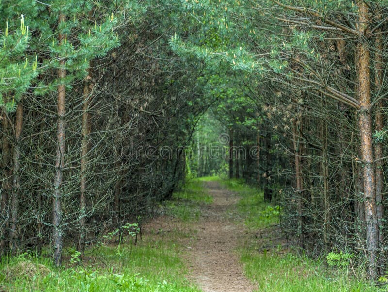 Pathway in Green Forest. Nature Color. General Plan. Stock Photo ...