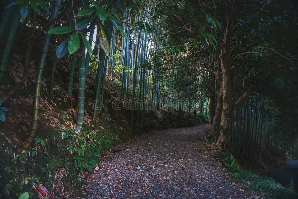 Pathway among Green Forest. Nature Park, Way or Footpath with Trees ...