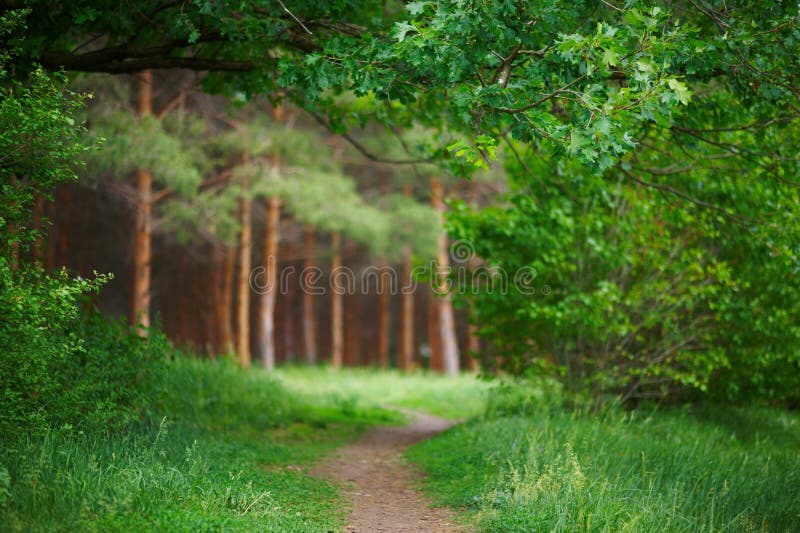 Pathway in Green Forest, Nature Scenic Stock Photo - Image of maple ...