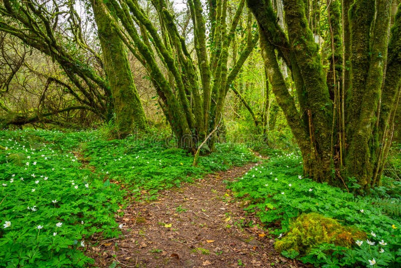 Pathway in green forest stock image. Image of outdoors - 70330411