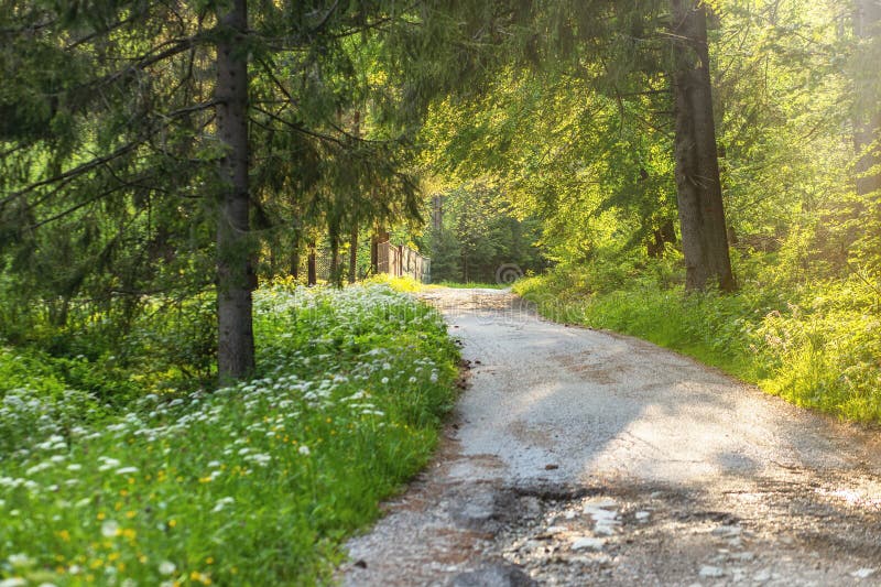 Pathway in Green Forest during Spring Season. Stock Photo - Image of ...