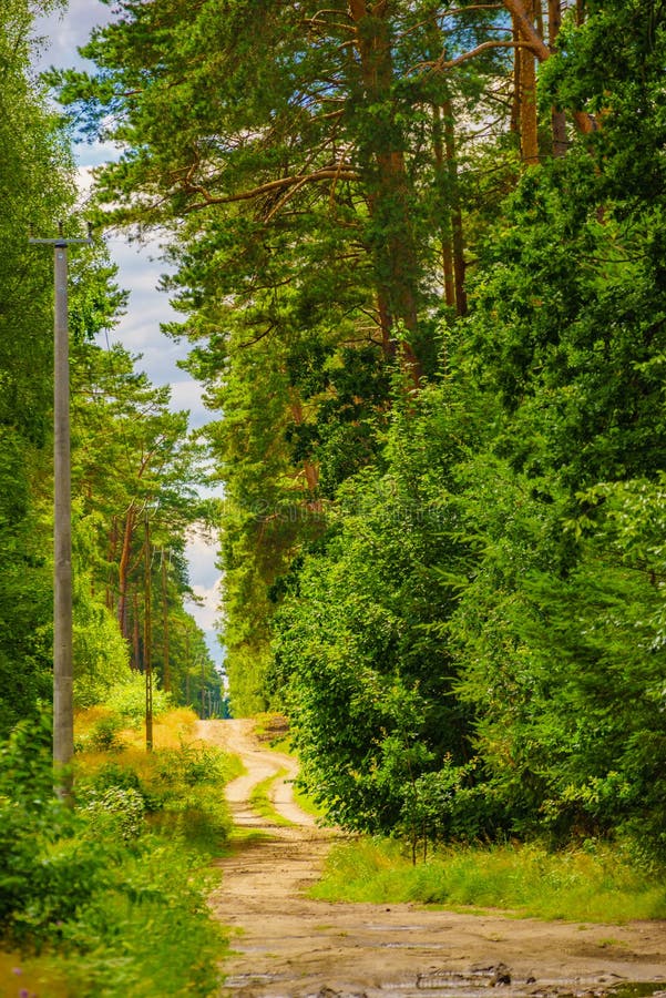 Pathway in green forest stock photo. Image of path, tree - 226954436
