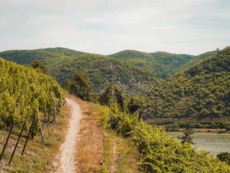 Pathway on the Green Forested Hillside Stock Image - Image of green ...