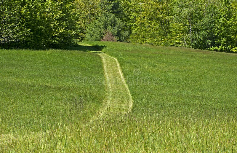 Pathway through the Green Grass Stock Photo - Image of forest ...