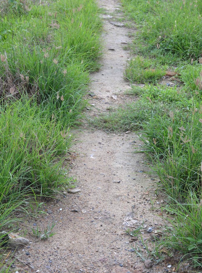 Pathway in the Green Grass in the Park Stock Image - Image of natural ...