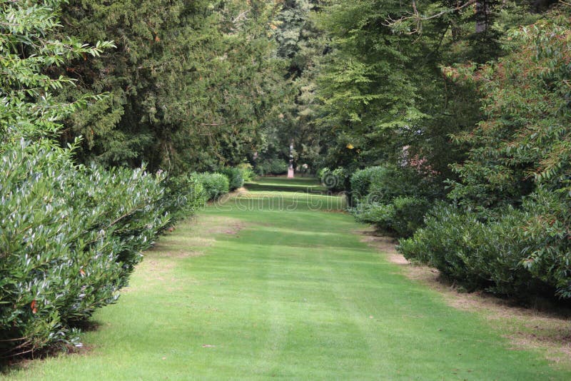 Pathway in a Green Park with Tall Trees Stock Photo - Image of grass ...