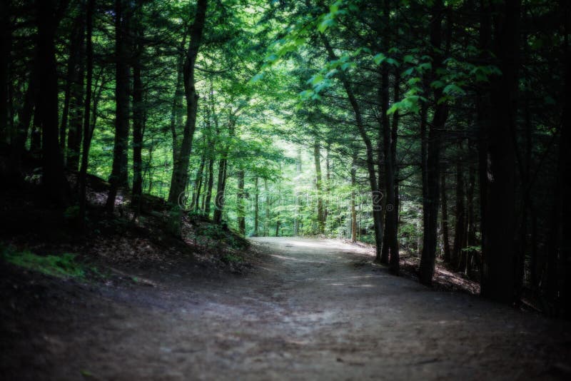 Pathway in Green Summer Forest Stock Image - Image of pathway, scenery ...