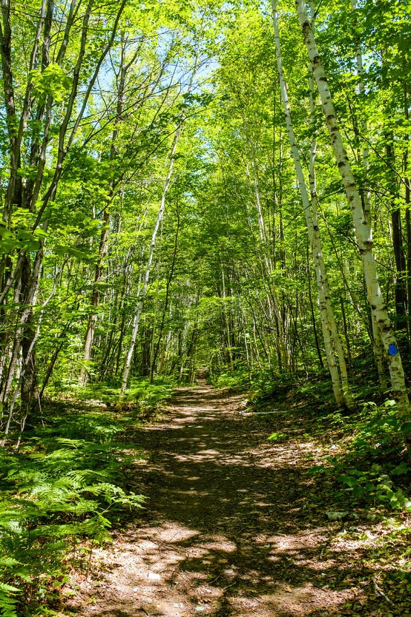 Pathway through trees stock image. Image of outside - 154021551