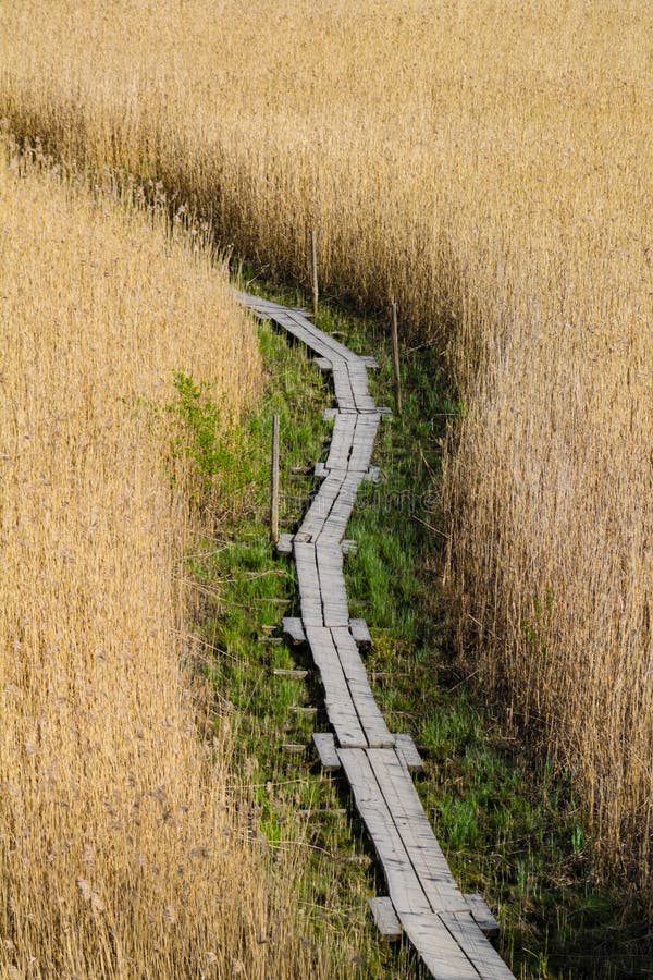 Pathway in hay field stock image. Image of grass, wooden - 100025969
