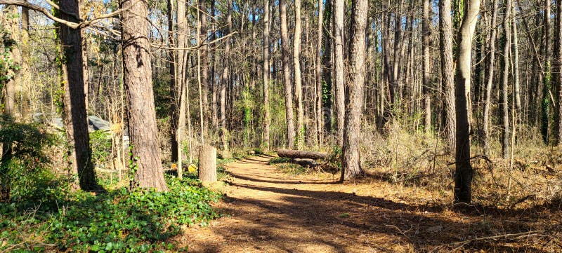 Pathway between the Hight Trees and Tree Stump in the Winter with Nice ...