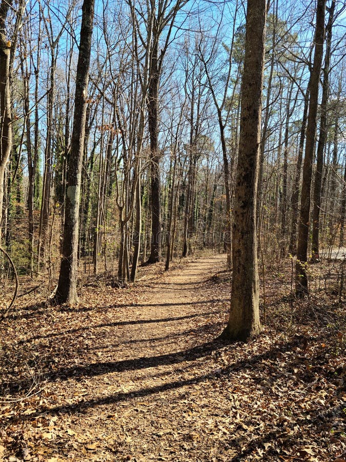Pathway between the Hight Trees and Tree Stump in the Winter Stock ...