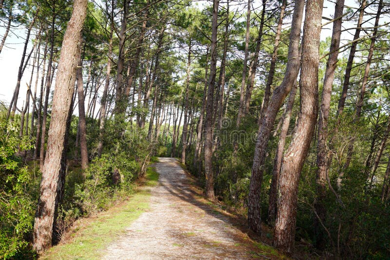 Pathway for Hiking in Wood Pines Forest Spring Season Stock Image ...
