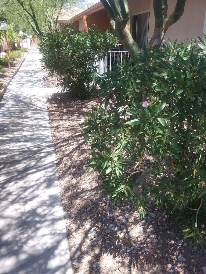 The Pathway Home stock image. Image of woodland, backyard - 226763485