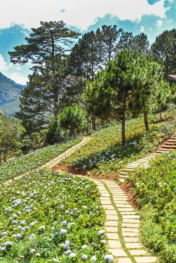 Pathway through Hydrangea Flower Beds and Pine Trees in Da Lat Vietnam ...