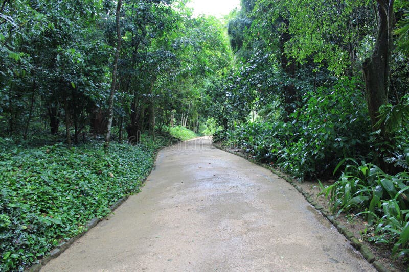 A Pathway Inside the Botanic Garden of Rio De Janeiro, Brazil Stock ...