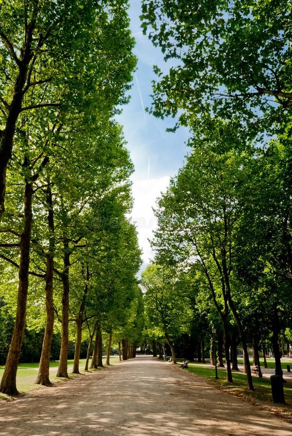 Pathway inside a forest stock image. Image of path, pathway - 26408567