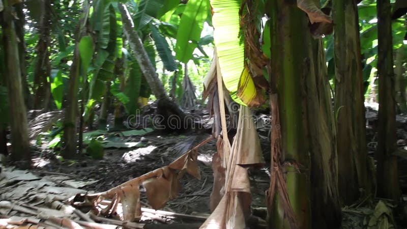 Pathway through the Jungle on an Island Stock Footage - Video of beauty ...
