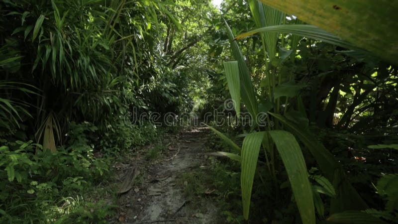 Pathway through the Jungle on an Island Stock Footage - Video of ...