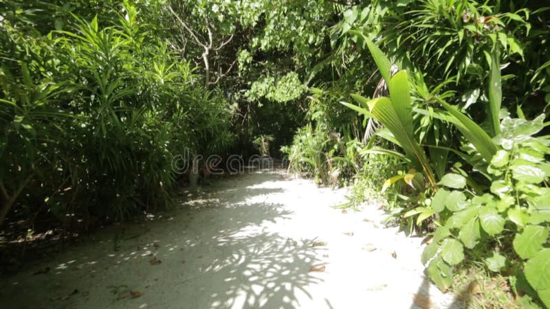 Pathway through the Jungle on an Island Stock Footage - Video of island ...