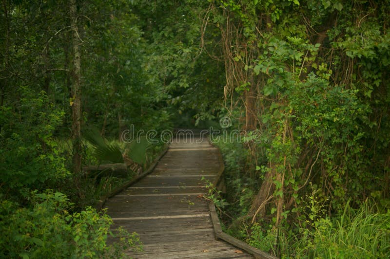 Pathway in the Jungle stock image. Image of jungle, adventure - 80163335