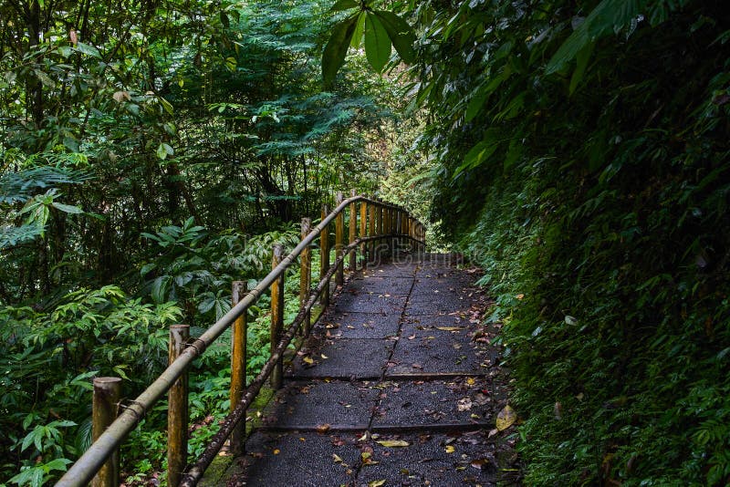 Pathway through the jungle stock image. Image of garden - 113728735