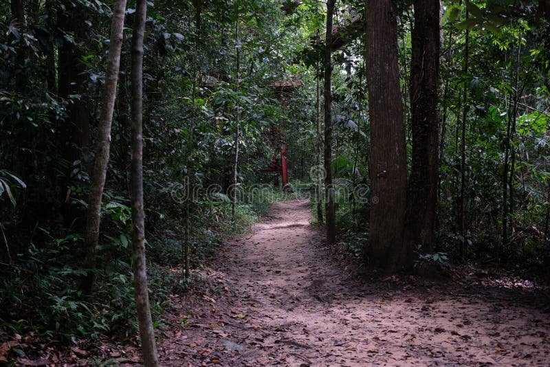 Pathway in the Jungle Surrounding with Nature Stock Photo - Image of ...