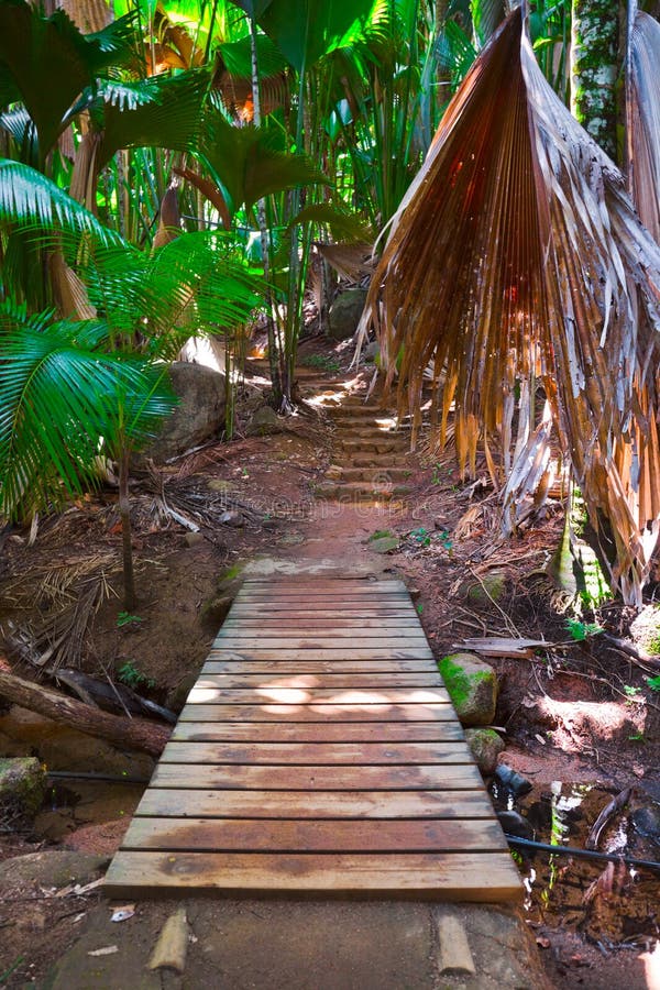 Pathways in the jungle stock image. Image of tropical - 16655807