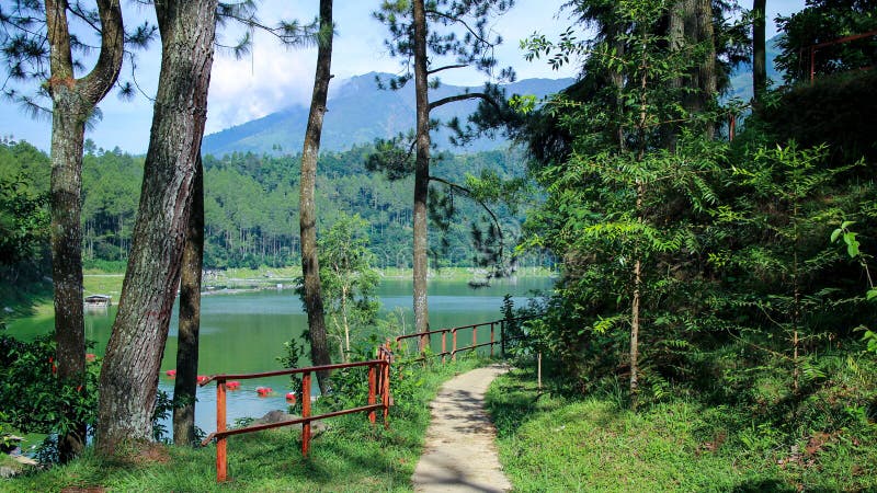 The pathway stock image. Image of green, forrest, java - 97666051