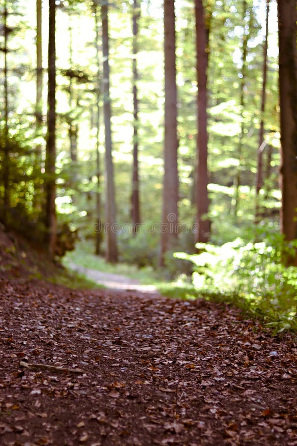 Pathway through forest stock image. Image of landscape - 144095845
