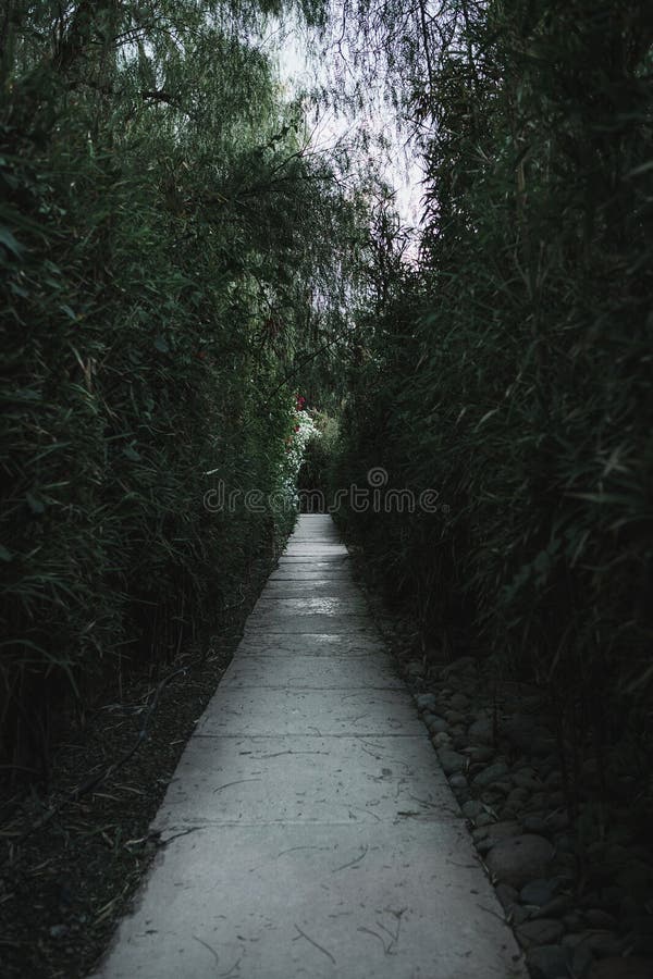 Pathway Leading Down through Two Tall Hedges Stock Photo - Image of ...
