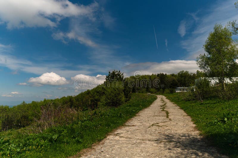Pathway Leading through Lush Forest Under Blue Sky Stock Image - Image ...