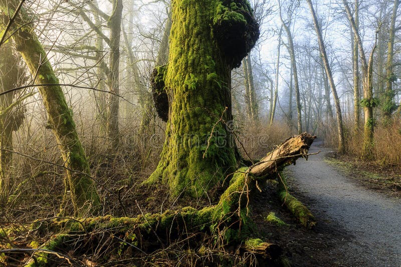 A Pathway Leading Past Moss Covered Trees Stock Image - Image of mist ...