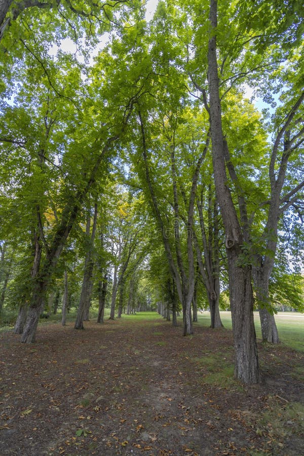 Pathway Leading through Tall Green Trees in the Park Stock Image ...