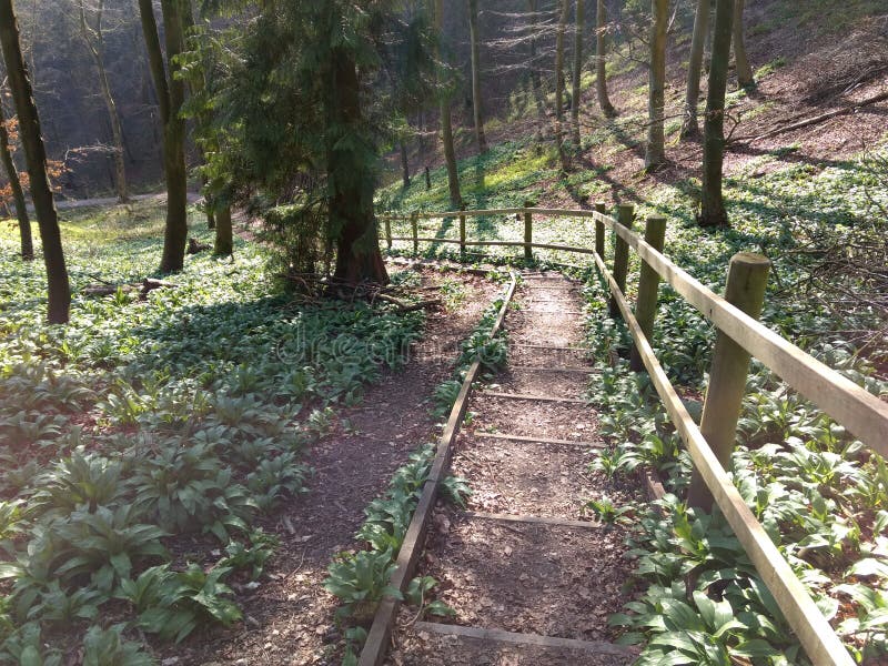 Pathway Leads Down To the Forest Floor on a Sunny Spring Day Stock ...