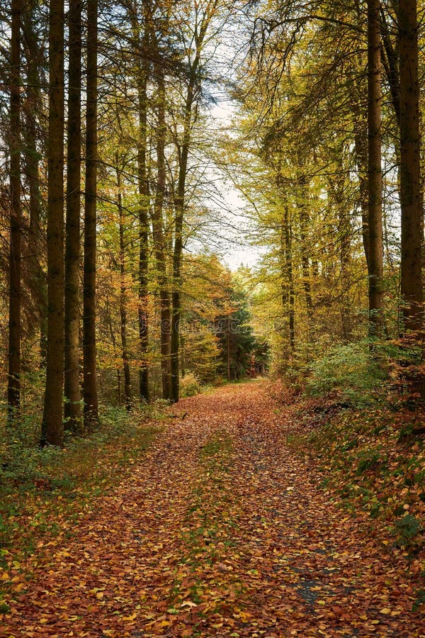 Pathway with Leaf-covered Ground and Towering Trees on Either Side ...