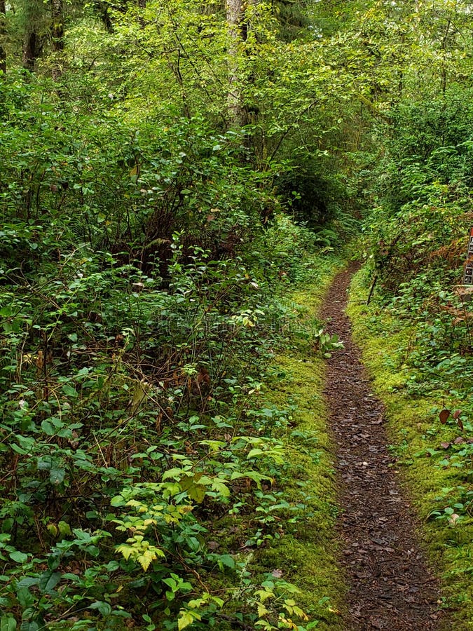 The Pathway stock image. Image of walkway, nature, pathway - 160422589