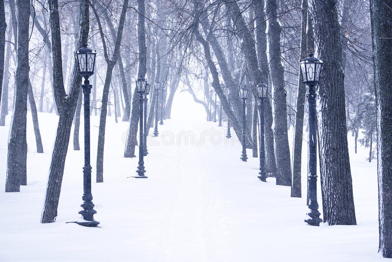 A Pathway of Lights in the City Park in Winter Stock Image - Image of ...